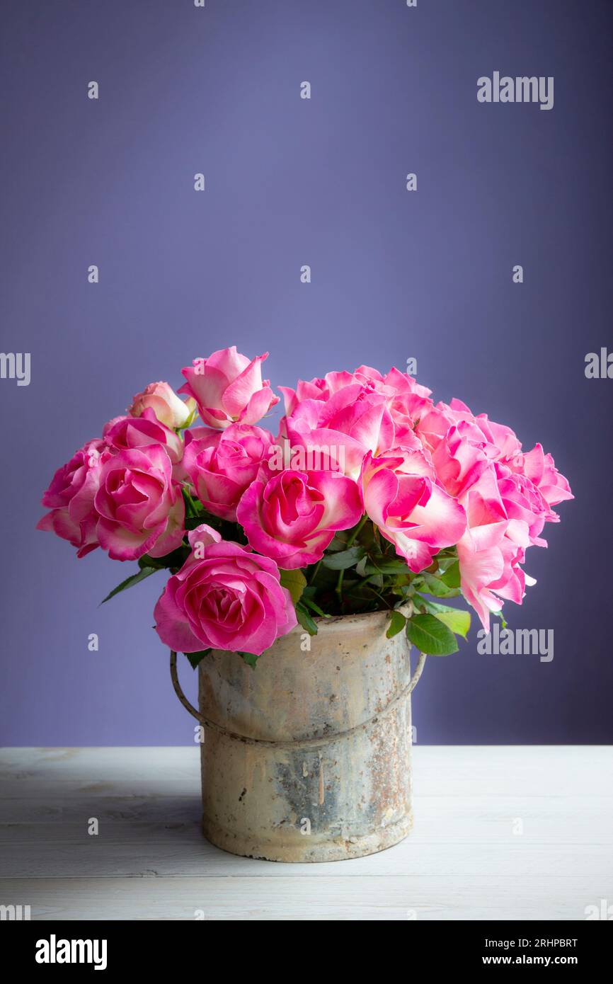 Roses in bucket hi-res stock photography and images - Alamy
