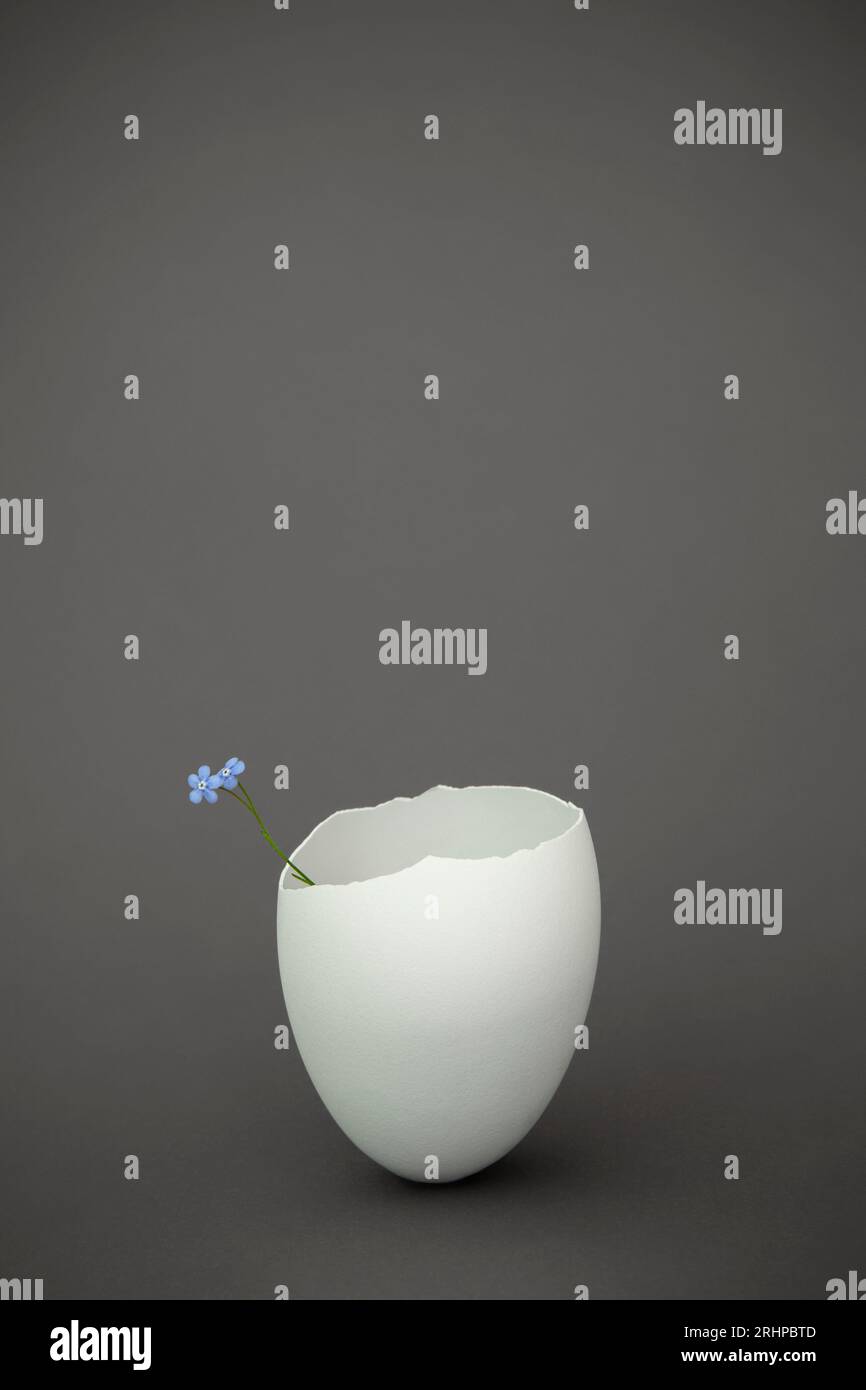 Flower grows from eggshell Stock Photo - Alamy