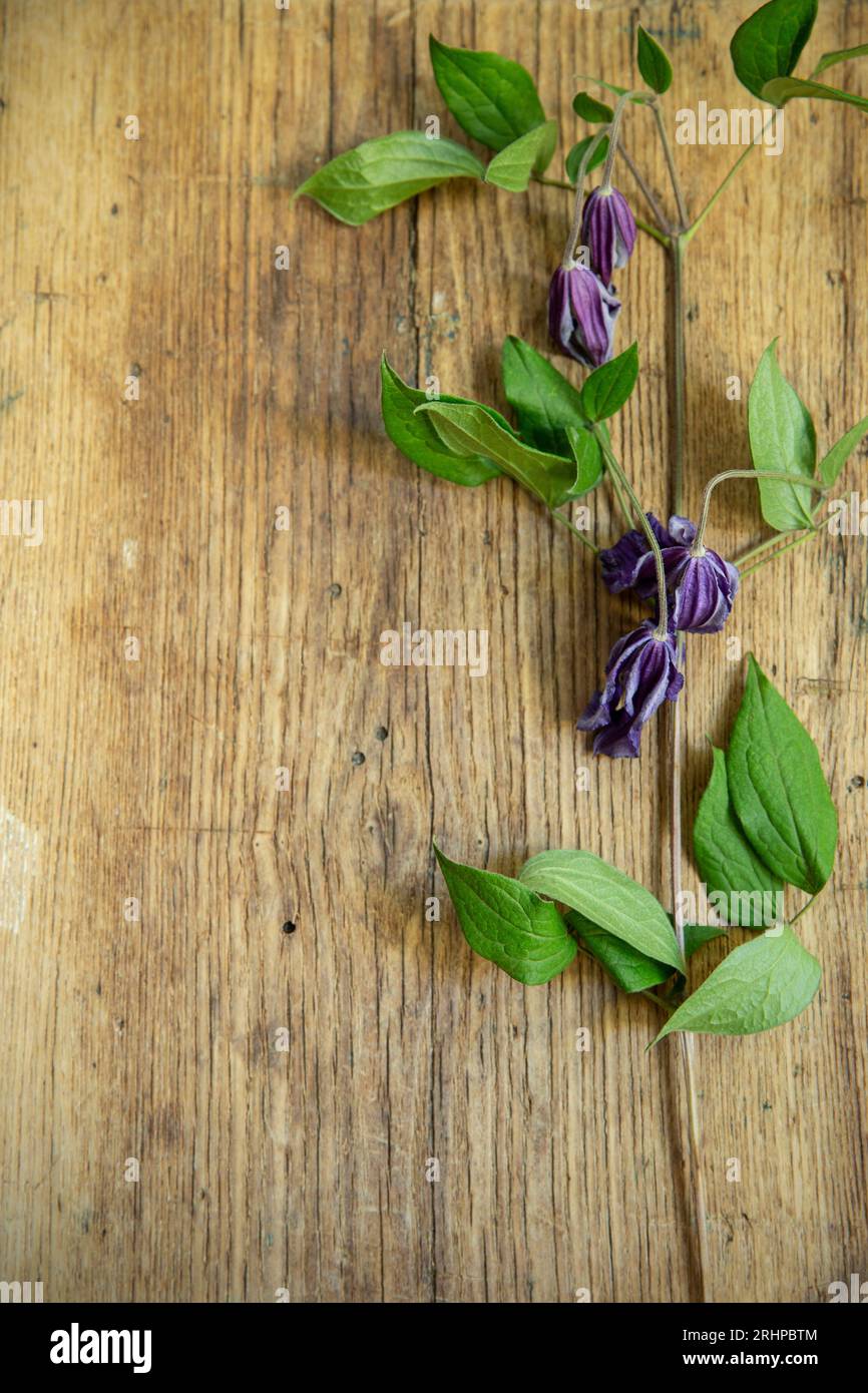 Withered lilac flower hi-res stock photography and images - Alamy