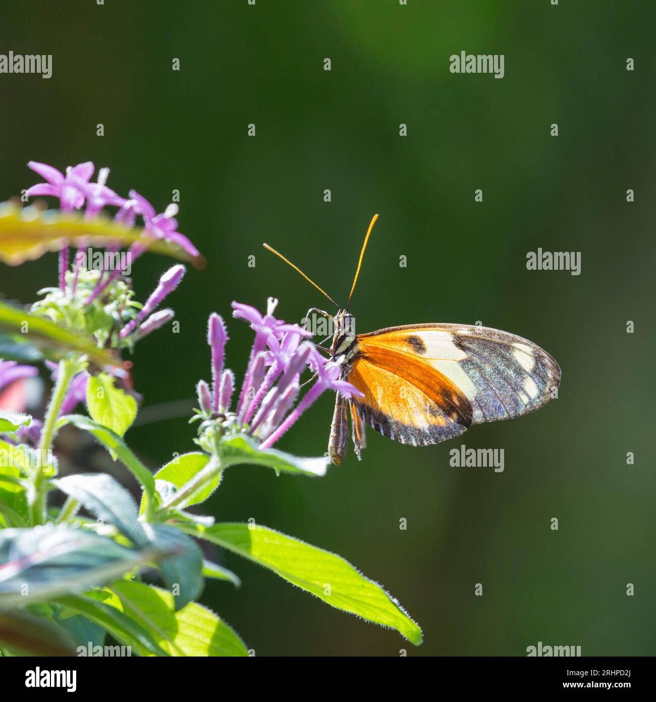 Key West, Florida, USA. Orange-spotted tiger clearwing, Mechanitis ...