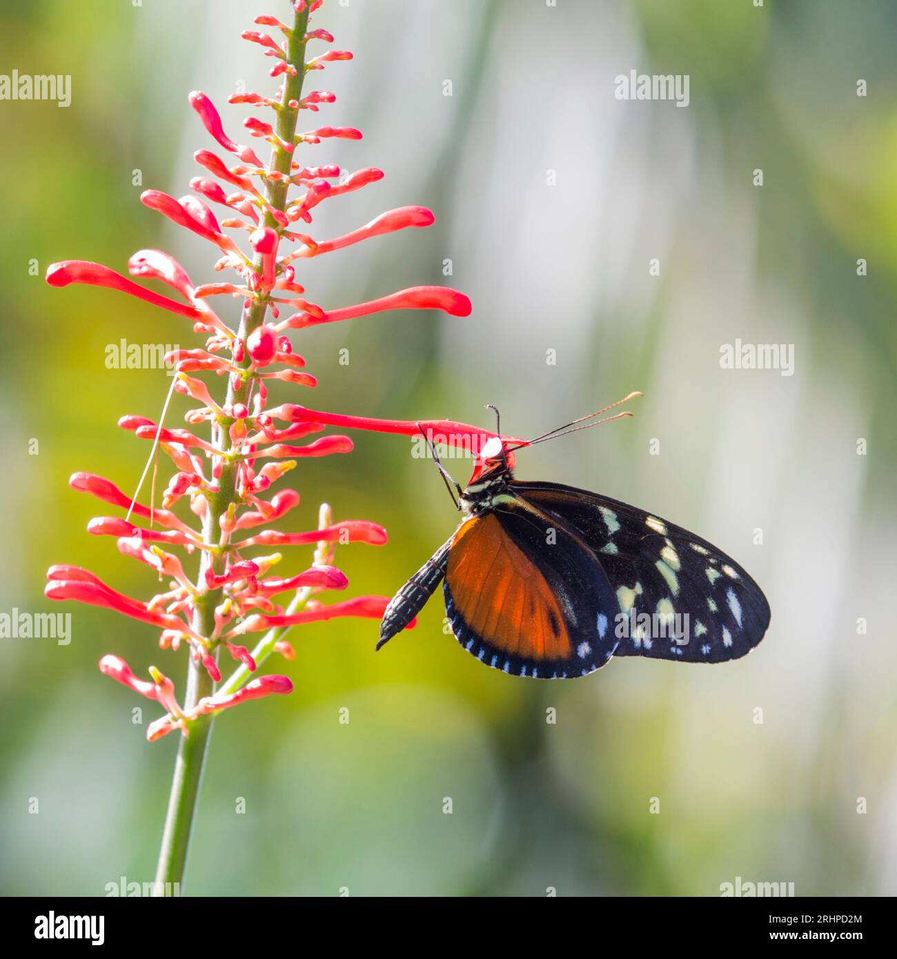 Key West, Florida, USA. Tiger longwing, Heliconius hecale, aka Hecale longwing, golden ...