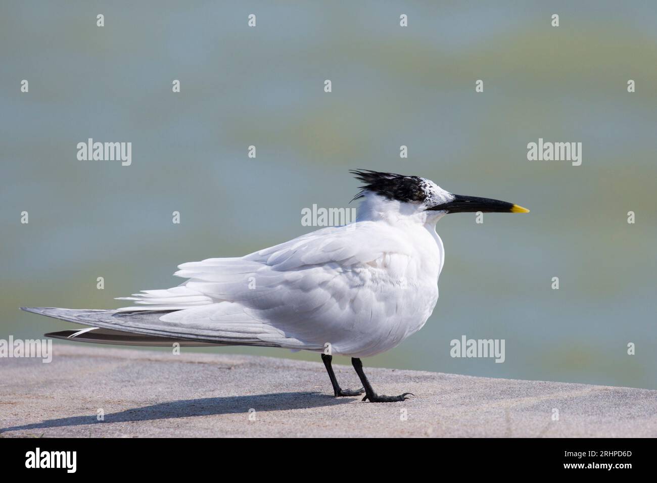 Everglades National Park, Florida, USA. Sandwich tern, Thalasseus ...