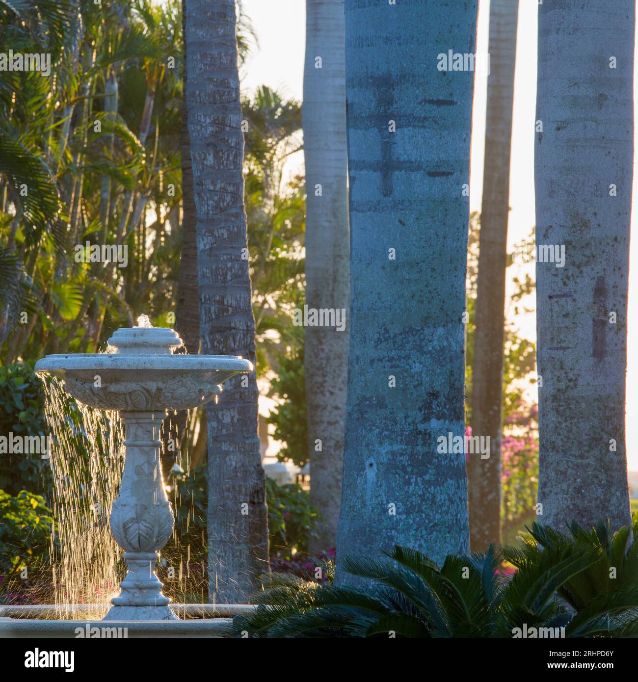 Naples, Florida, USA. Backlit spray cascading from ornamental stone fountain set amidst giant ...