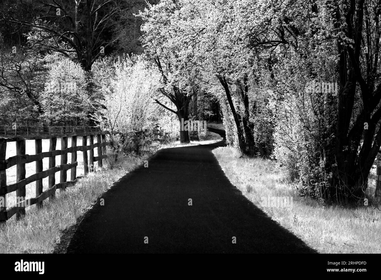 Bike path next to a cow pasture with nostalgic wooden fence in spring ...