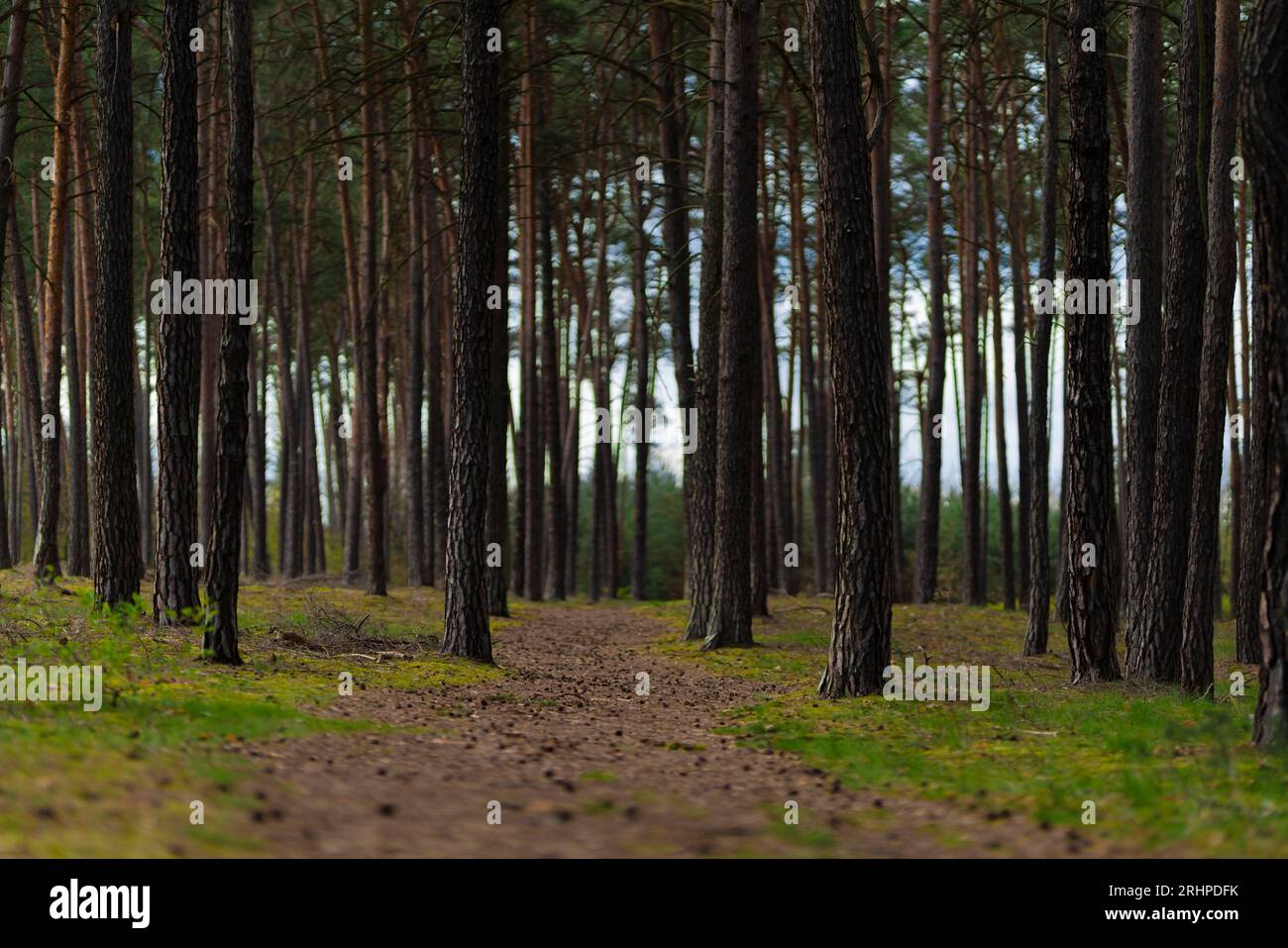 Narrow path in pine forest hi-res stock photography and images - Alamy