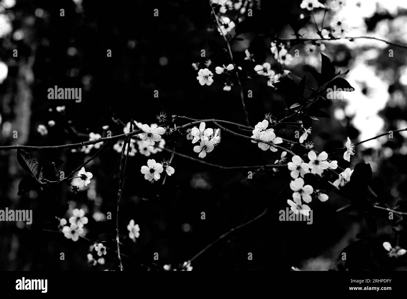 Plum tree blossoms in spring, black and white Stock Photo - Alamy