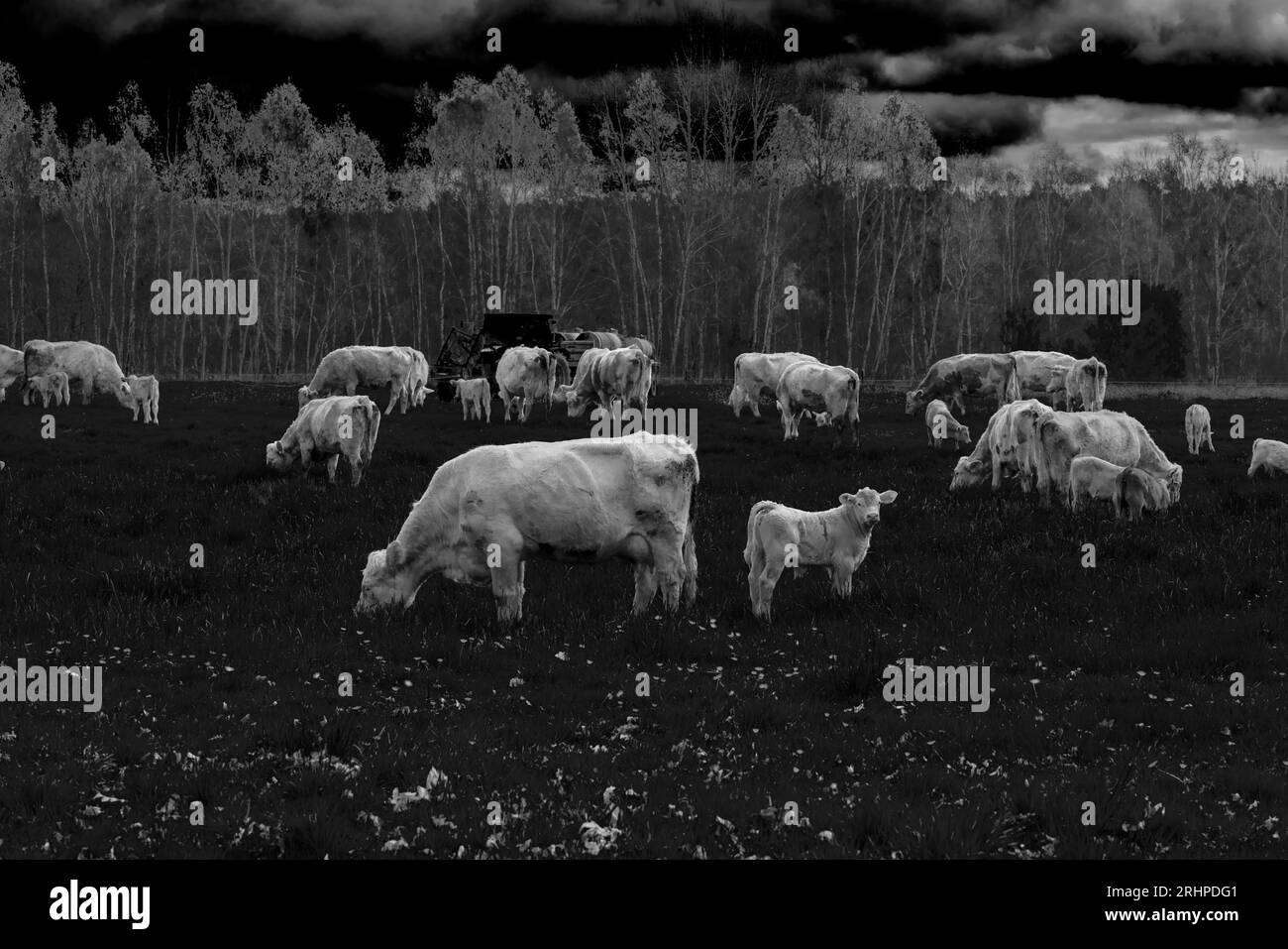 Beef cattle on pasture Black and White Stock Photos & Images - Alamy