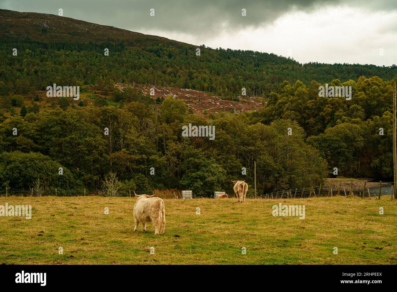 Highland cattle in landscape hi-res stock photography and images - Alamy