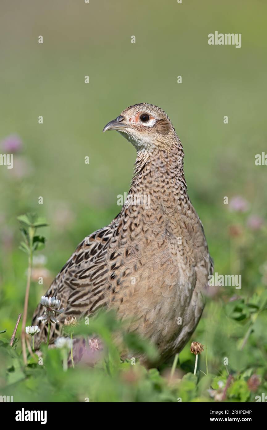 Female Pheasant (Phasianus colchicus) in wildflower field Stock Photo ...