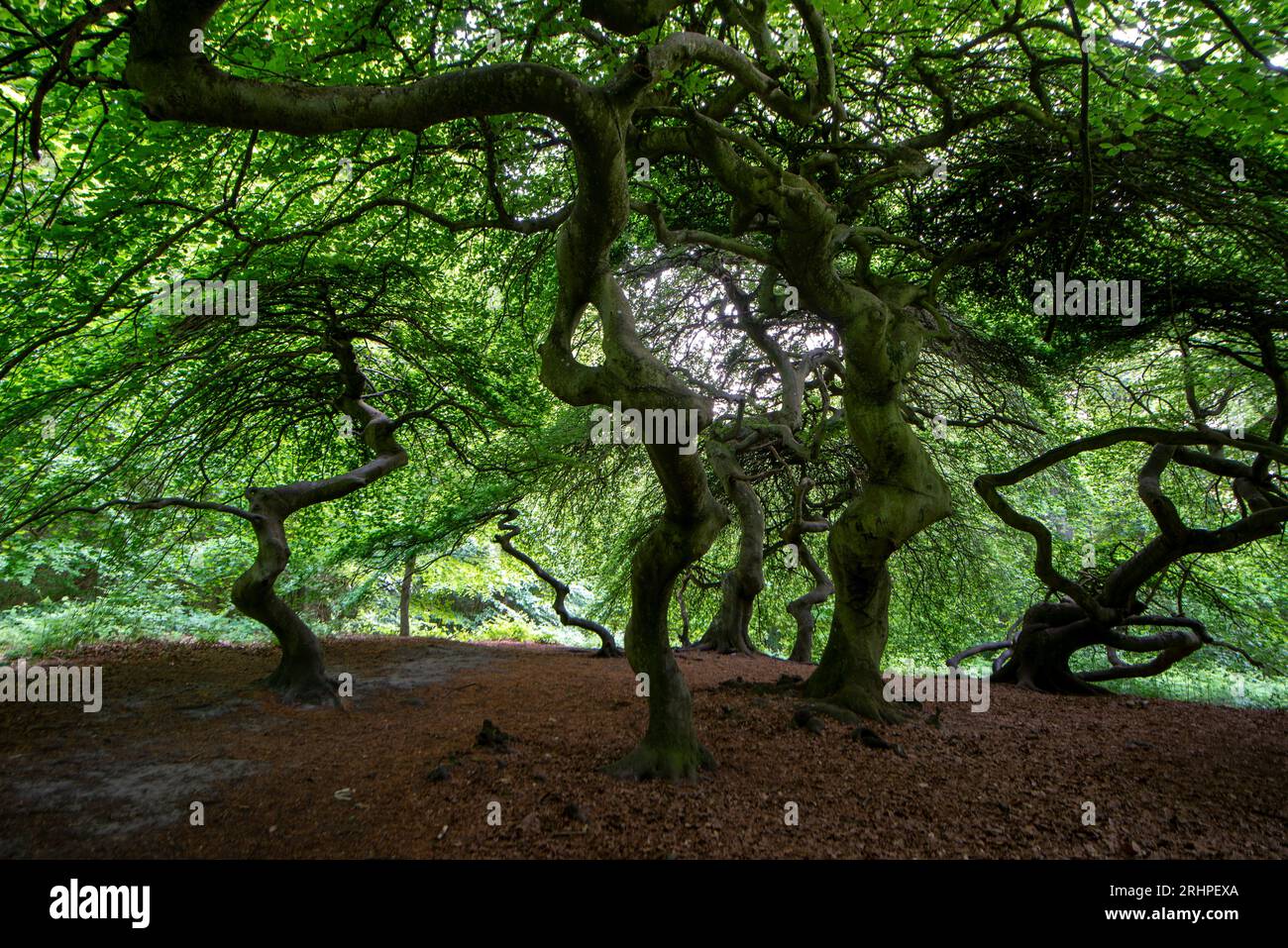 Dwarf beech tree hi-res stock photography and images - Alamy