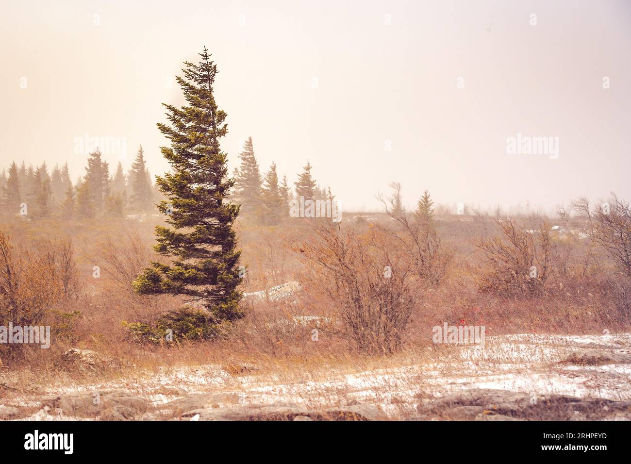 Dolly tree hi-res stock photography and images - Alamy