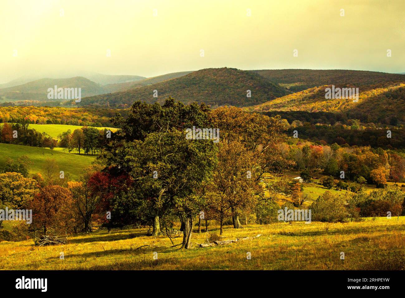 Trees at Dolly Sods in West Virginia Stock Photo - Alamy