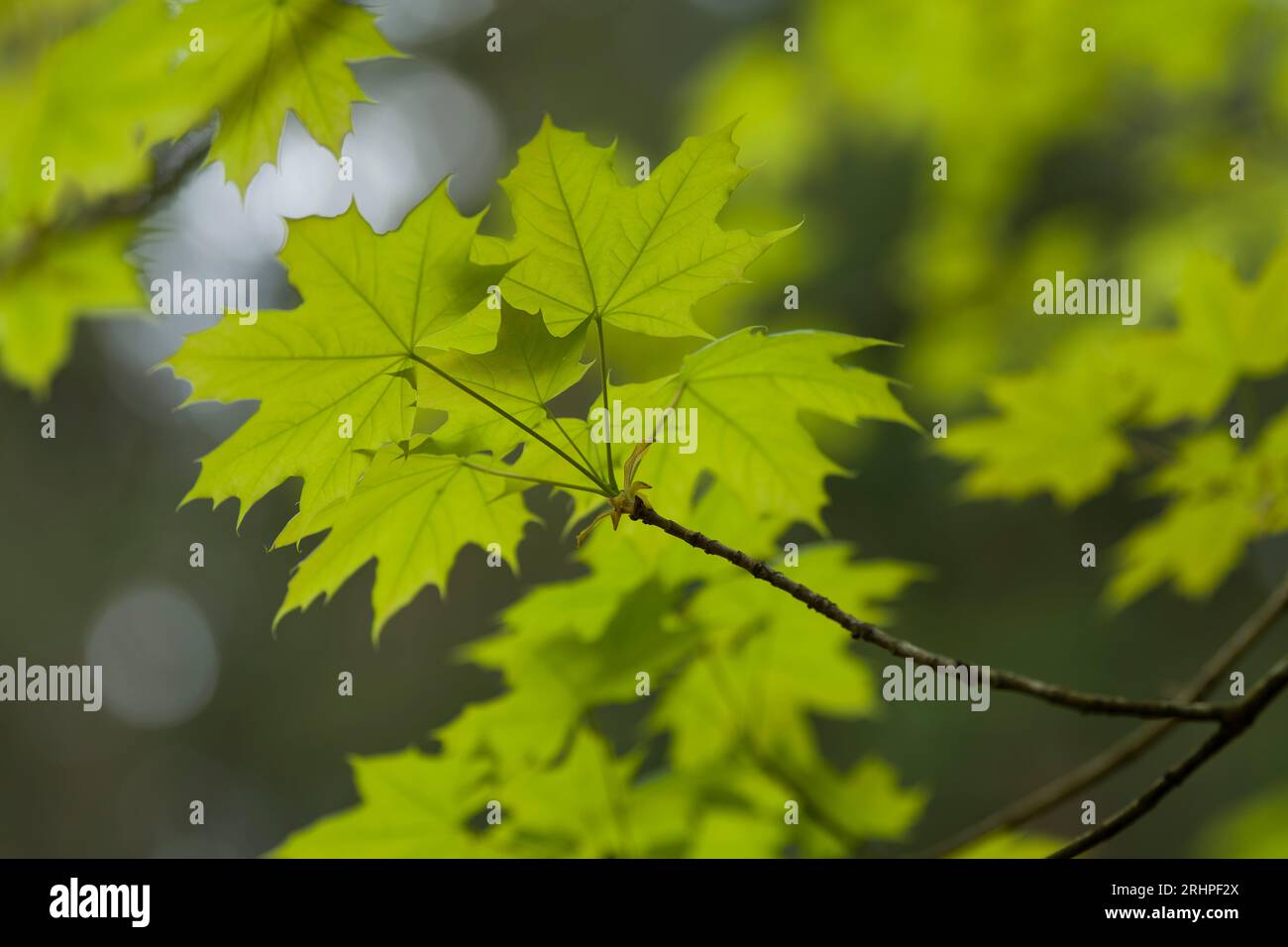 fresh bright green leaves of Norway maple in spring, Pfälzerwald nature ...