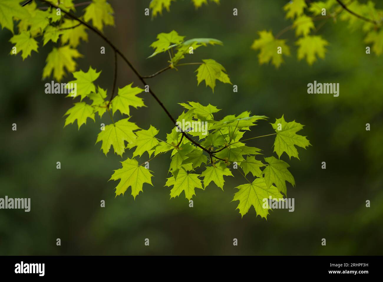 fresh bright green leaves of Norway maple in spring, Pfälzerwald nature ...