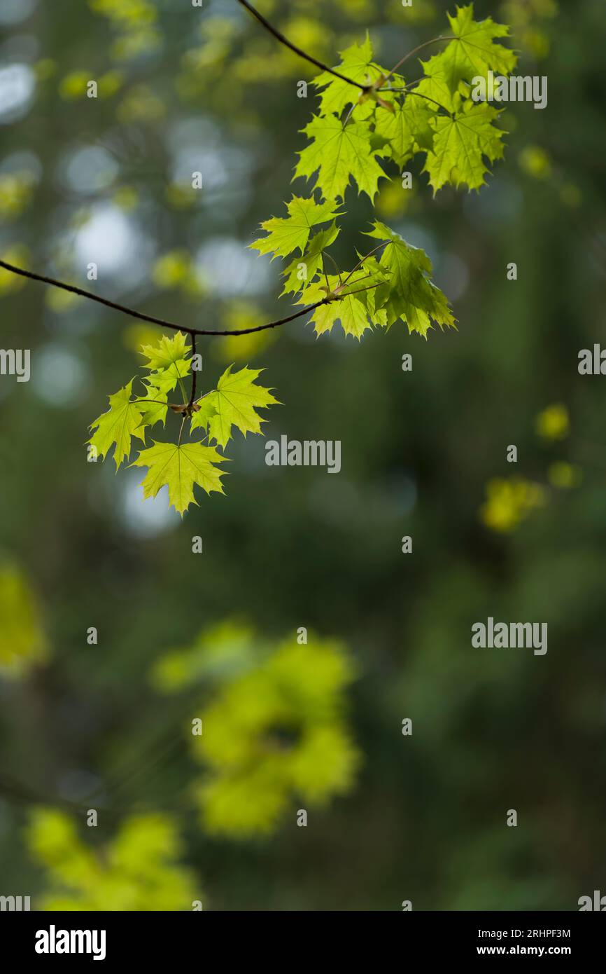 fresh bright green leaves of Norway maple in spring, Pfälzerwald nature ...