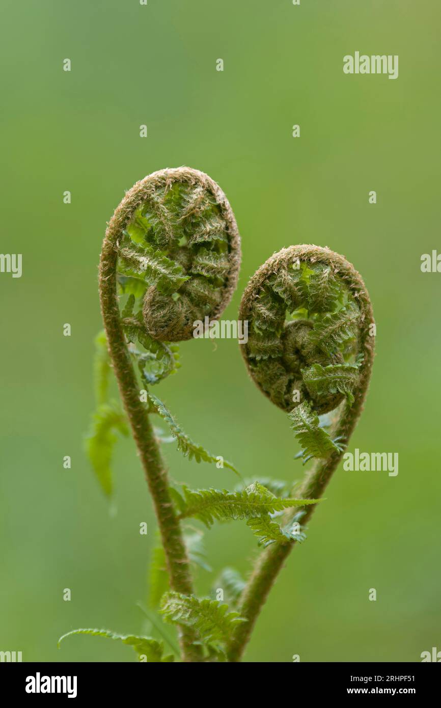 unrolling shoots of young fern plants, true worm fern, spring ...