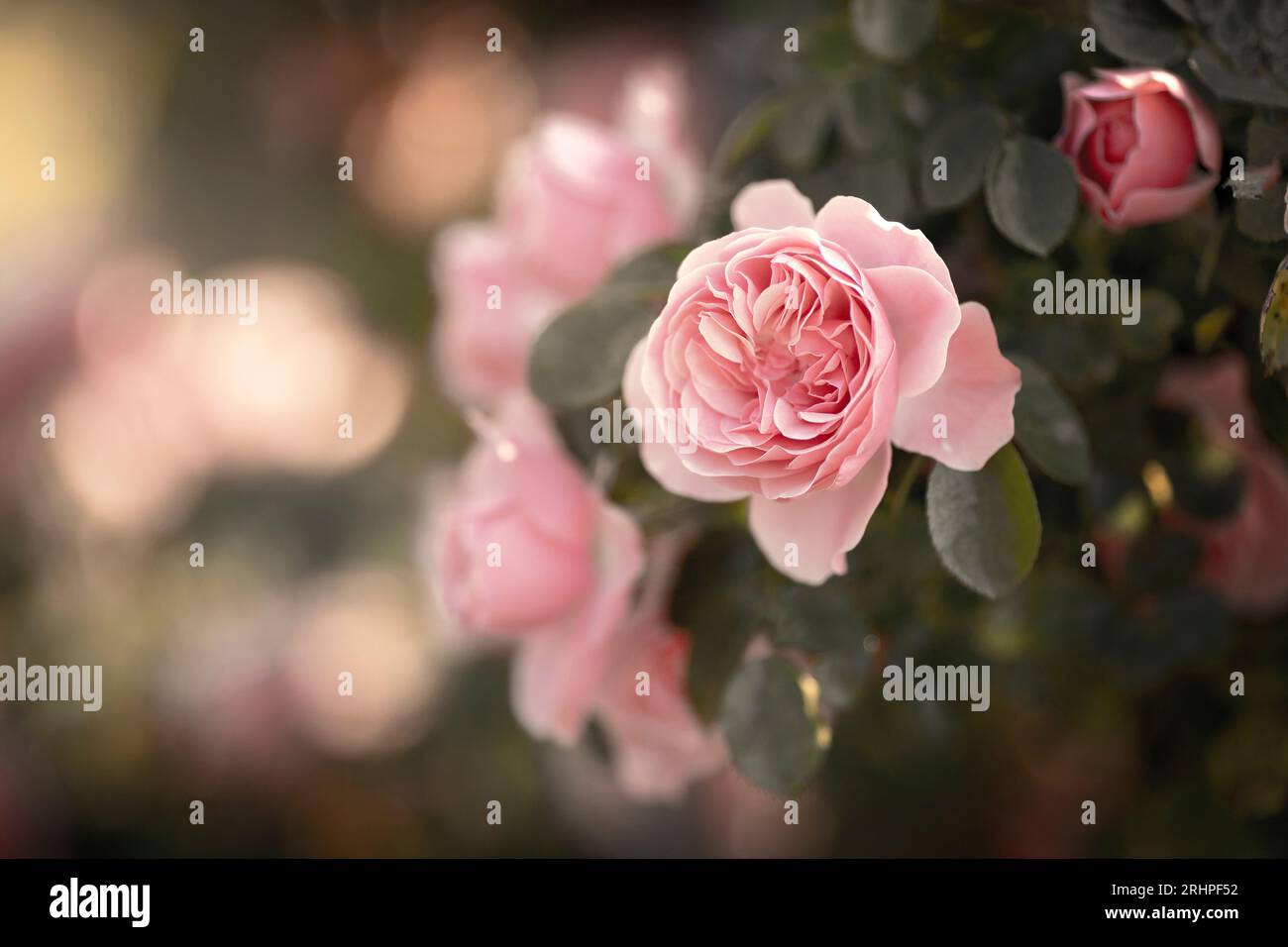 Blooms bush hi-res stock photography and images - Alamy