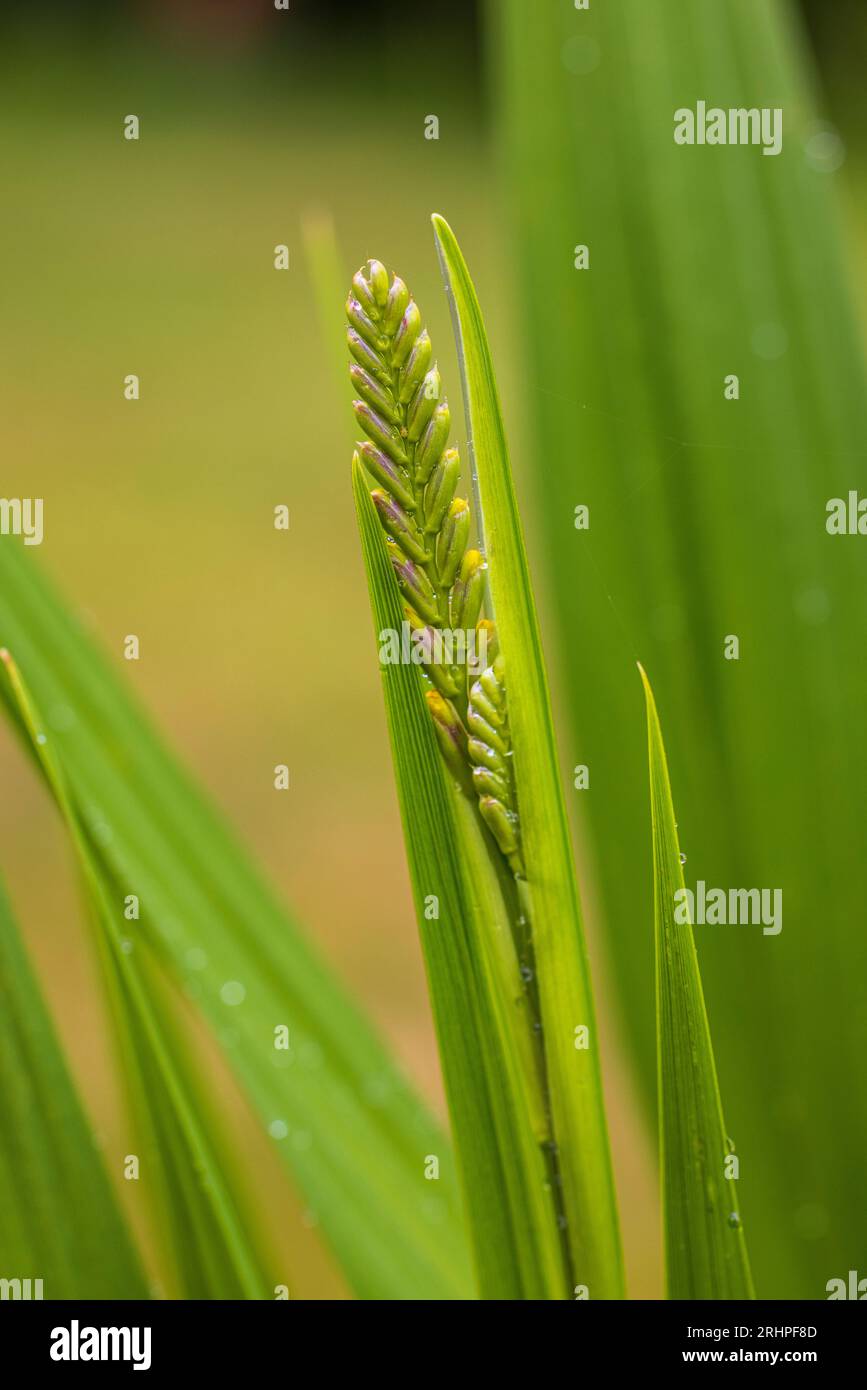 Montbretia - Crocosmia lucifer (firey stars), closed flowers of garden ...