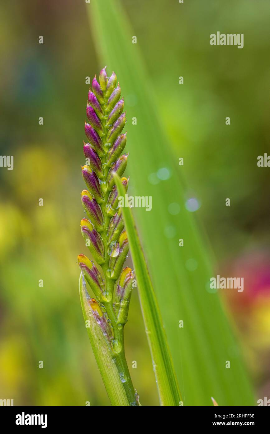 Montbretia - Crocosmia lucifer (firey stars), closed flowers of garden ...