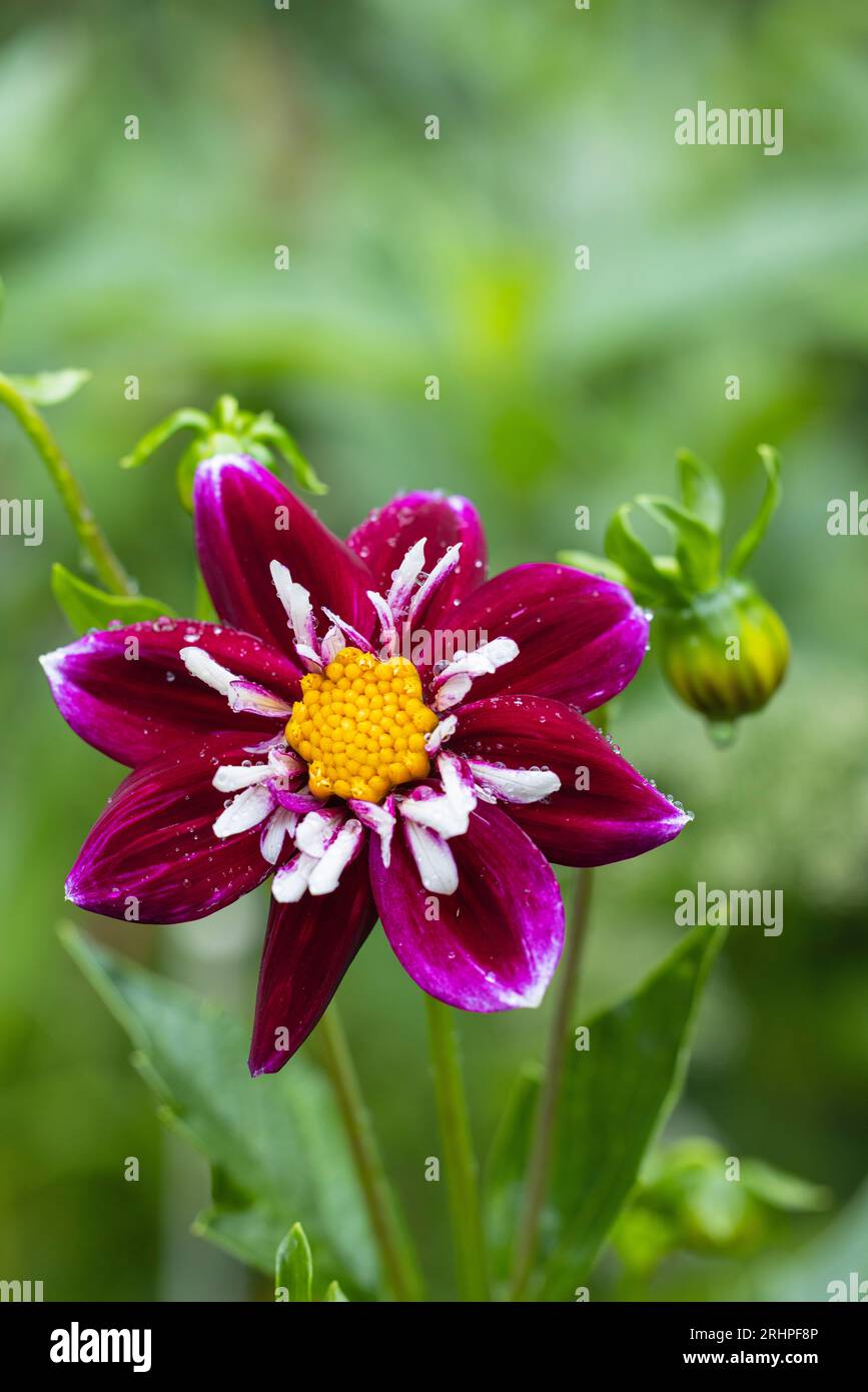 Neck ruffle dahlia, close up in nature Stock Photo - Alamy