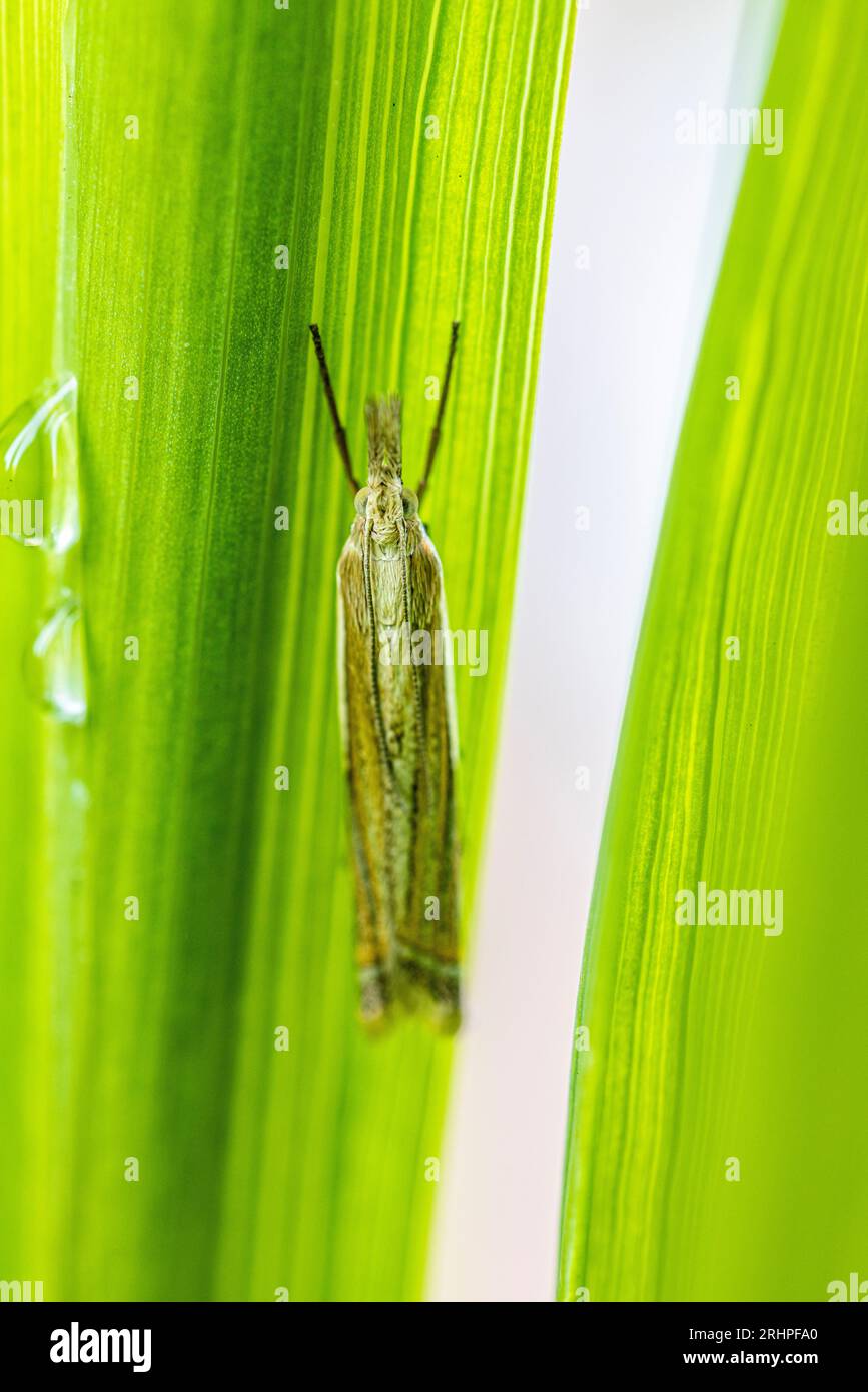 Life insect hi-res stock photography and images - Alamy