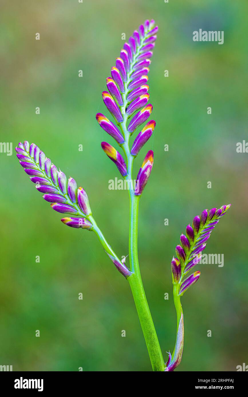 Montbretia - Crocosmia lucifer (firey stars), closed flowers of garden ...
