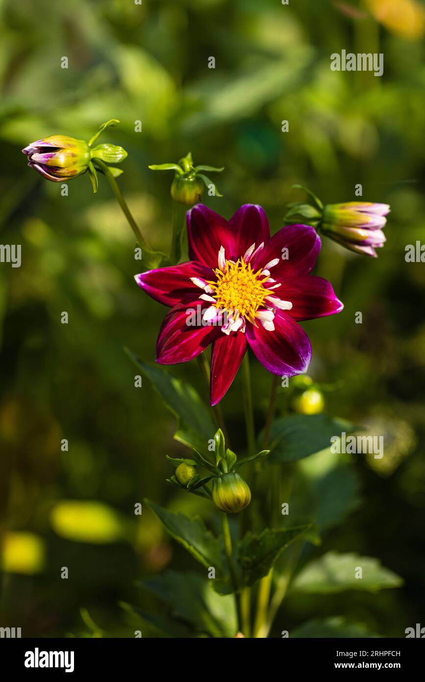 Neck ruffle dahlia, close up in nature Stock Photo - Alamy