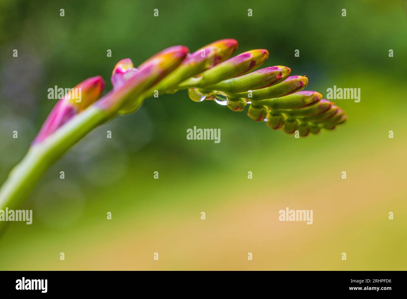 Montbretia - Crocosmia lucifer (firey stars), closed flowers of garden ...