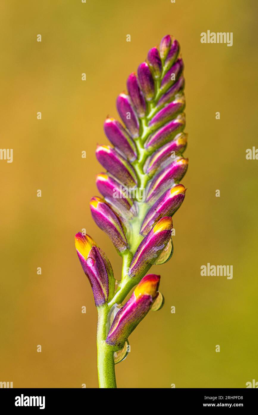 Montbretia - Crocosmia lucifer (firey stars), closed flowers of garden ...