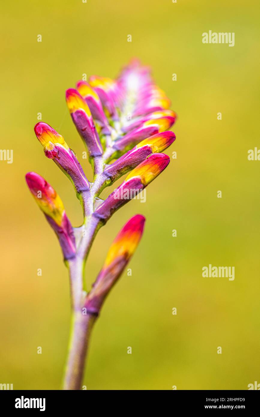 Montbretia - Crocosmia lucifer (firey stars), closed flowers of garden ...