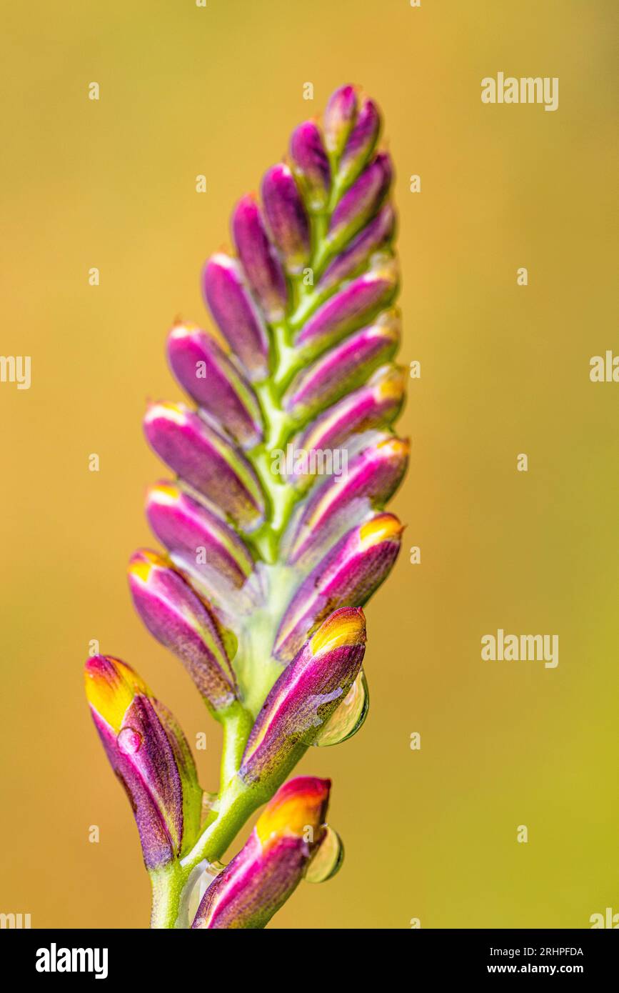 Montbretia - Crocosmia lucifer (firey stars), closed flowers of garden ...