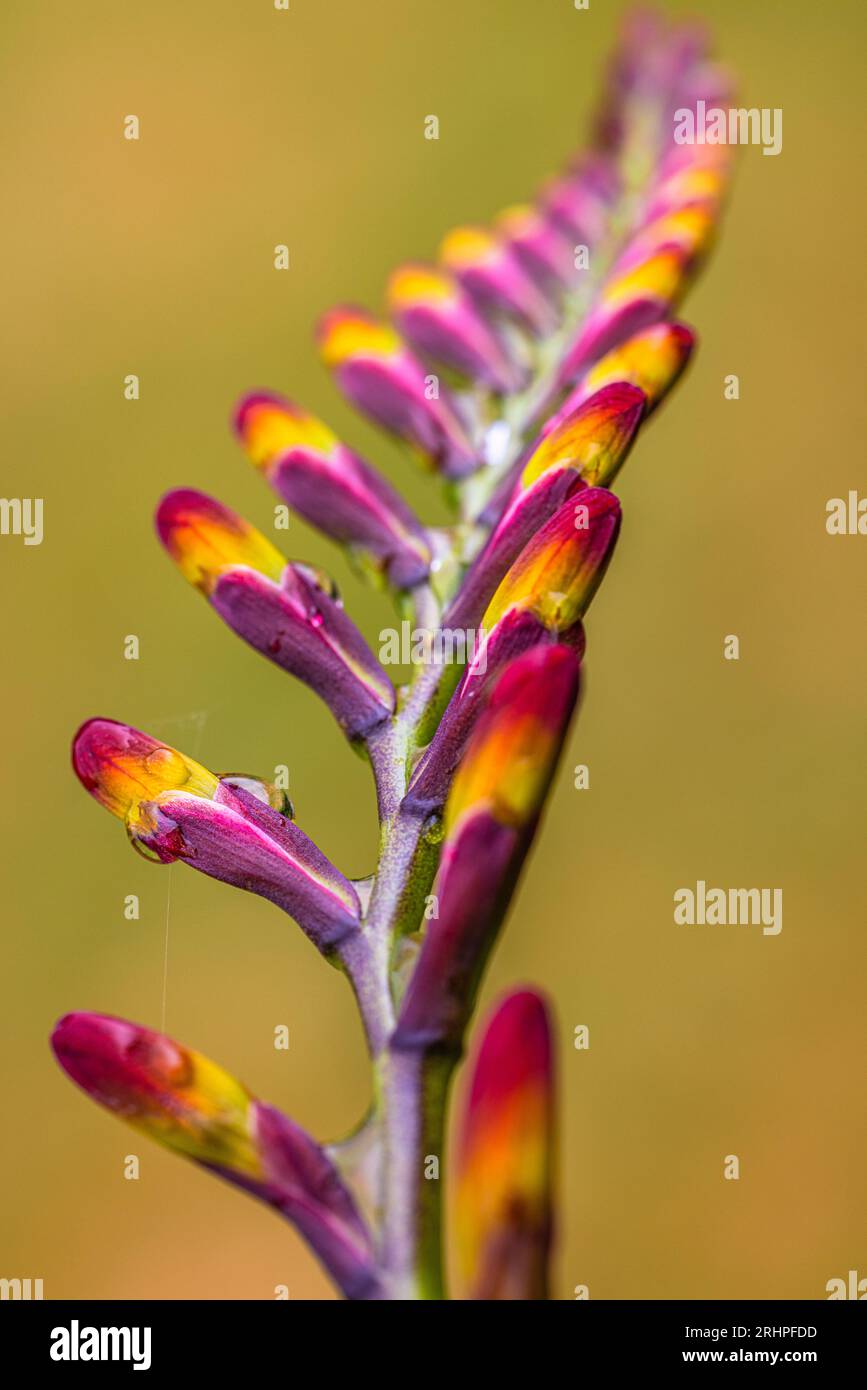 Montbretia - Crocosmia lucifer (firey stars), closed flowers of garden ...