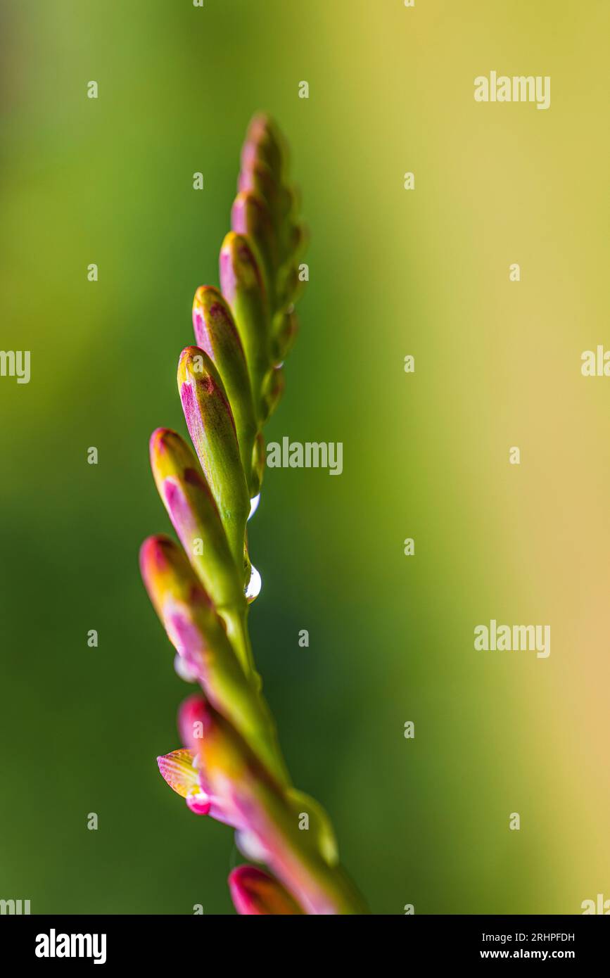 Montbretia - Crocosmia lucifer (firey stars), closed flowers of garden ...