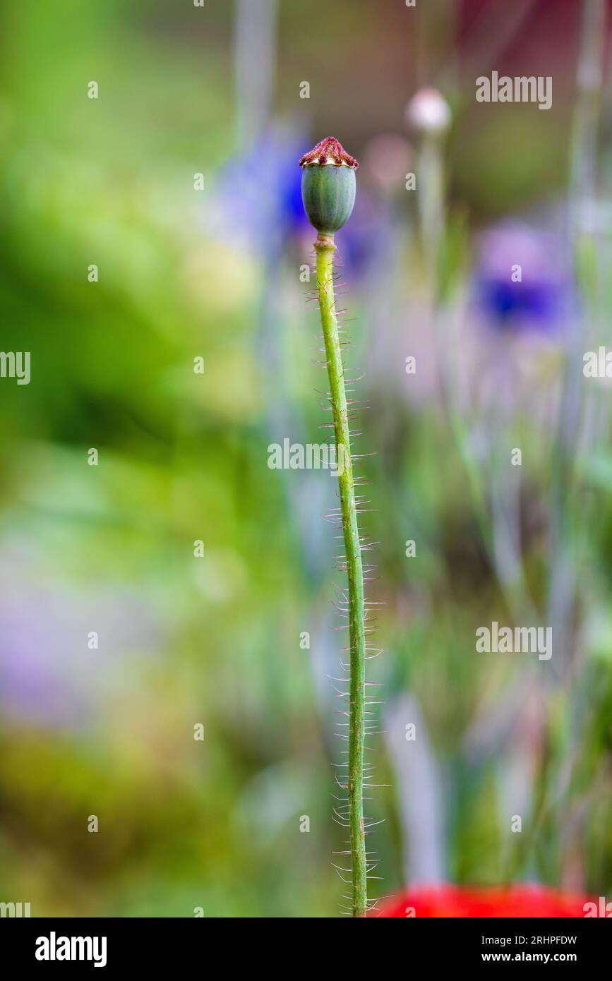 Opium poppy (Papaver somniferum), withered, SA seed pod in garden Stock ...