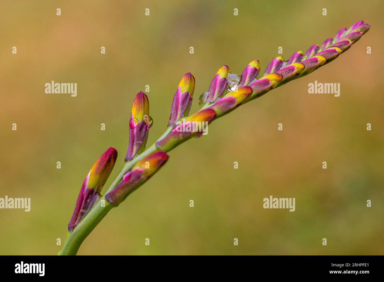 Montbretia - Crocosmia lucifer (firey stars), closed flowers of garden ...