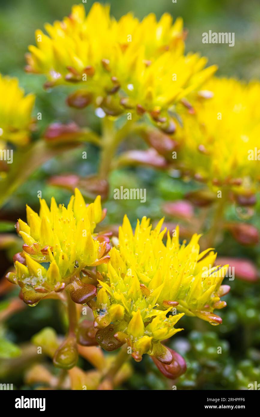 Houseleek flower hi-res stock photography and images - Alamy