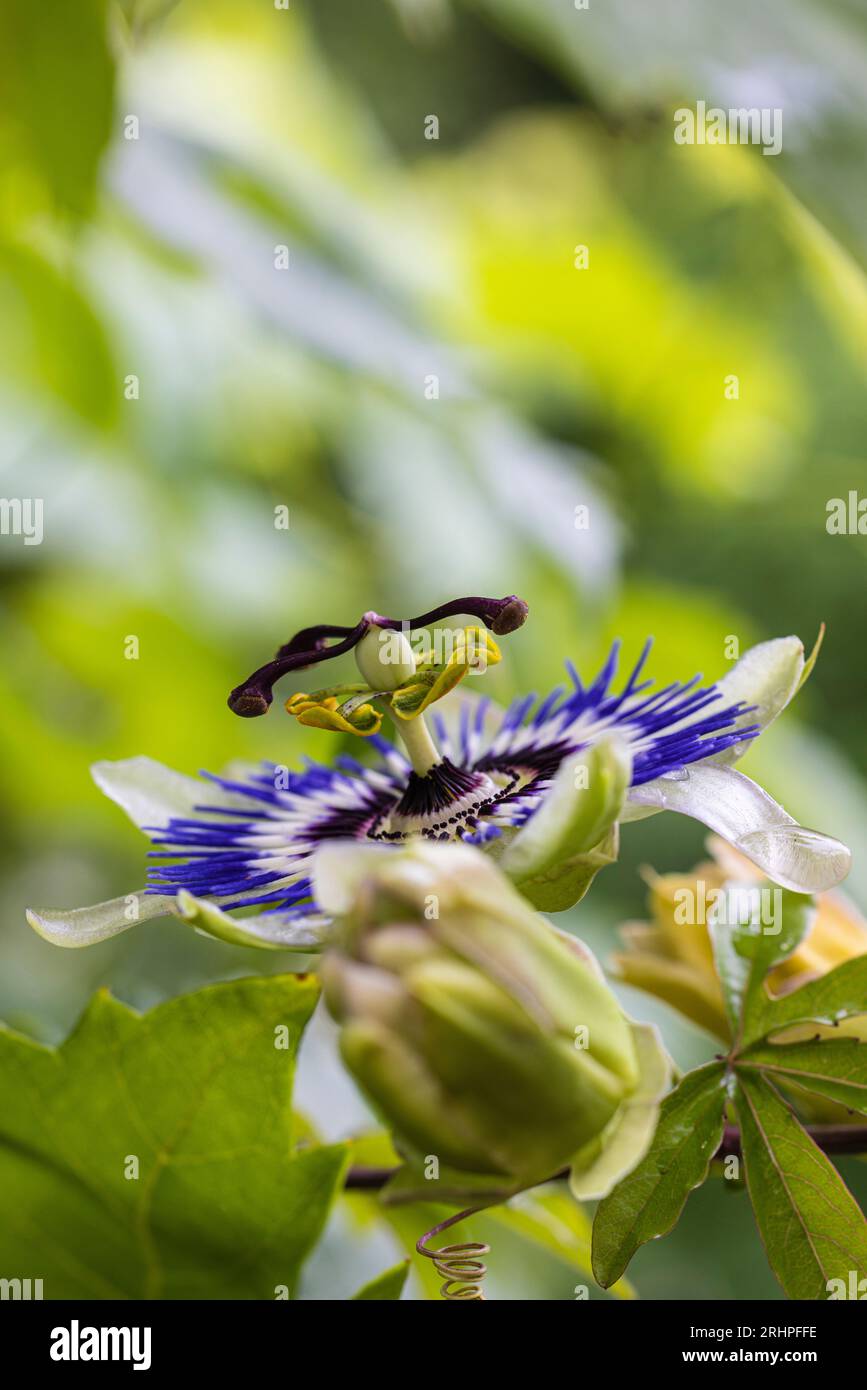 Blue passion flower, (Passiflora caerulea), flower, close up Stock ...