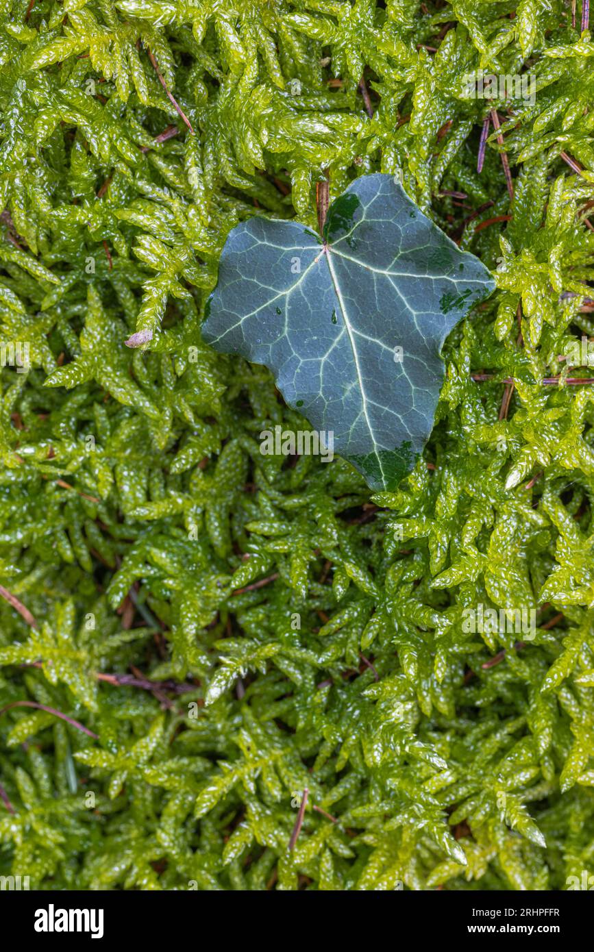 Woodland ivy moss hi-res stock photography and images - Alamy