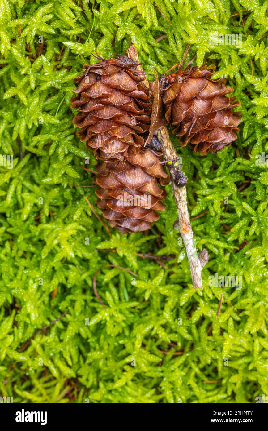 Larch cone on moss, forest still life Stock Photo - Alamy