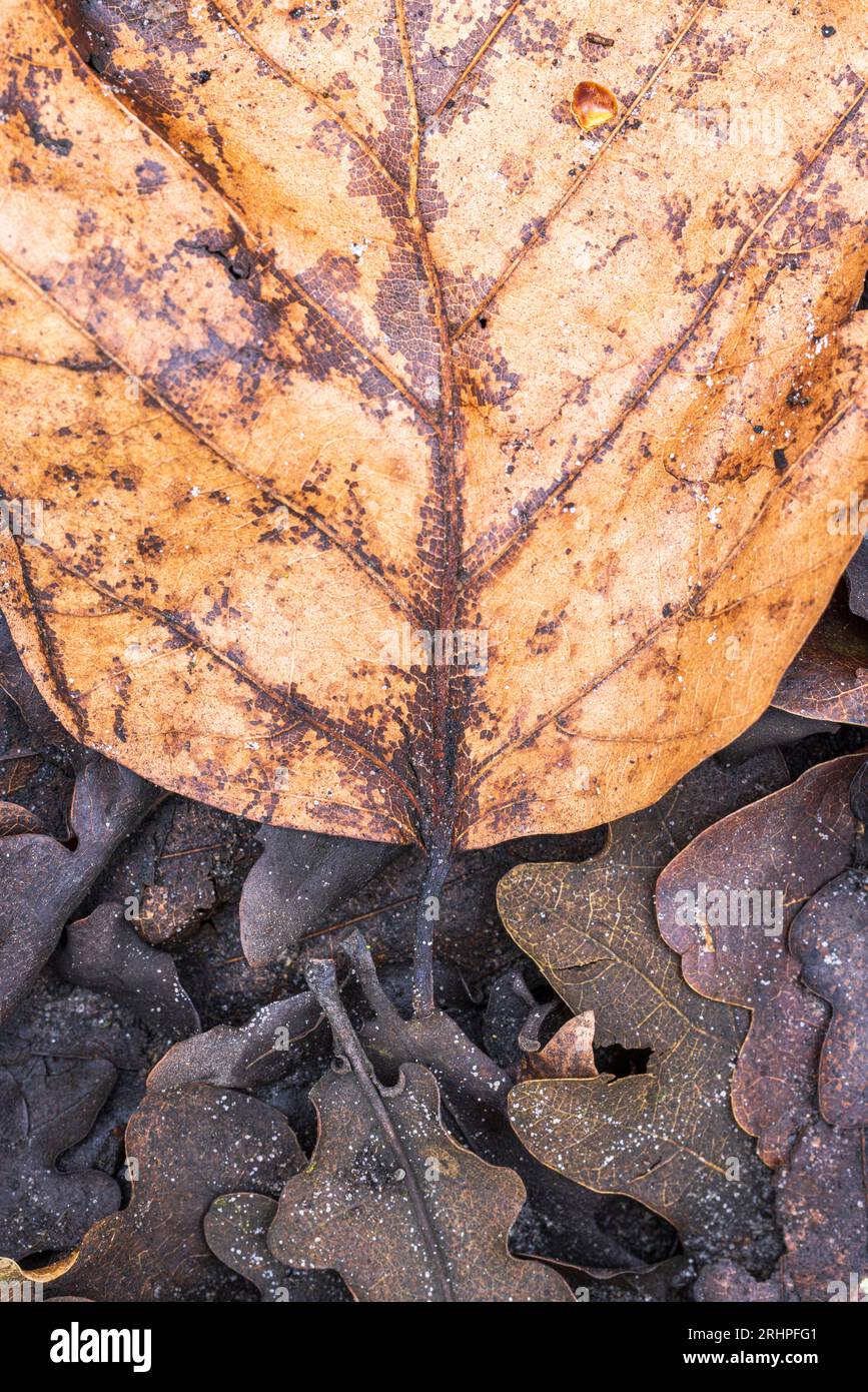Autumn leaves, still life from nature, wallpaper Stock Photo - Alamy