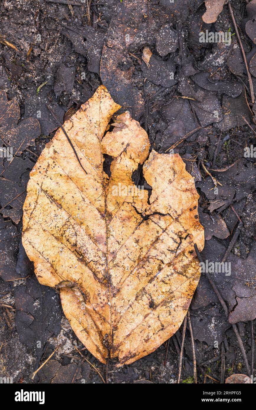 Autumn leaves, still life from nature, wallpaper Stock Photo - Alamy