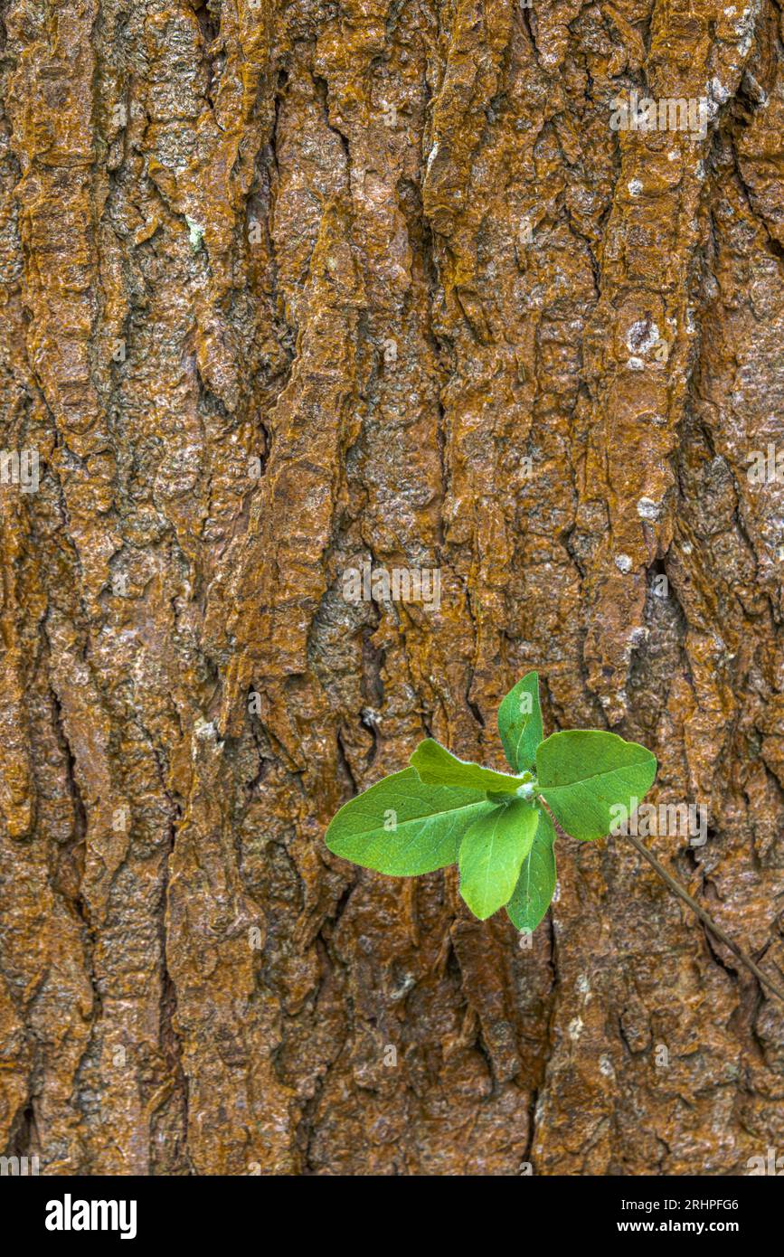 Tree trunk, green leaves, cutout, background motif Stock Photo - Alamy