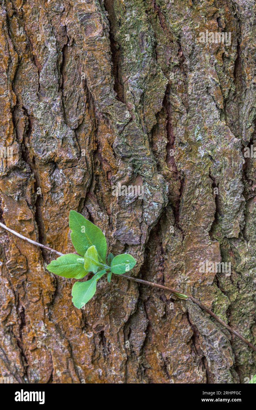 Tree trunk, green leaves, cutout, background motif Stock Photo - Alamy
