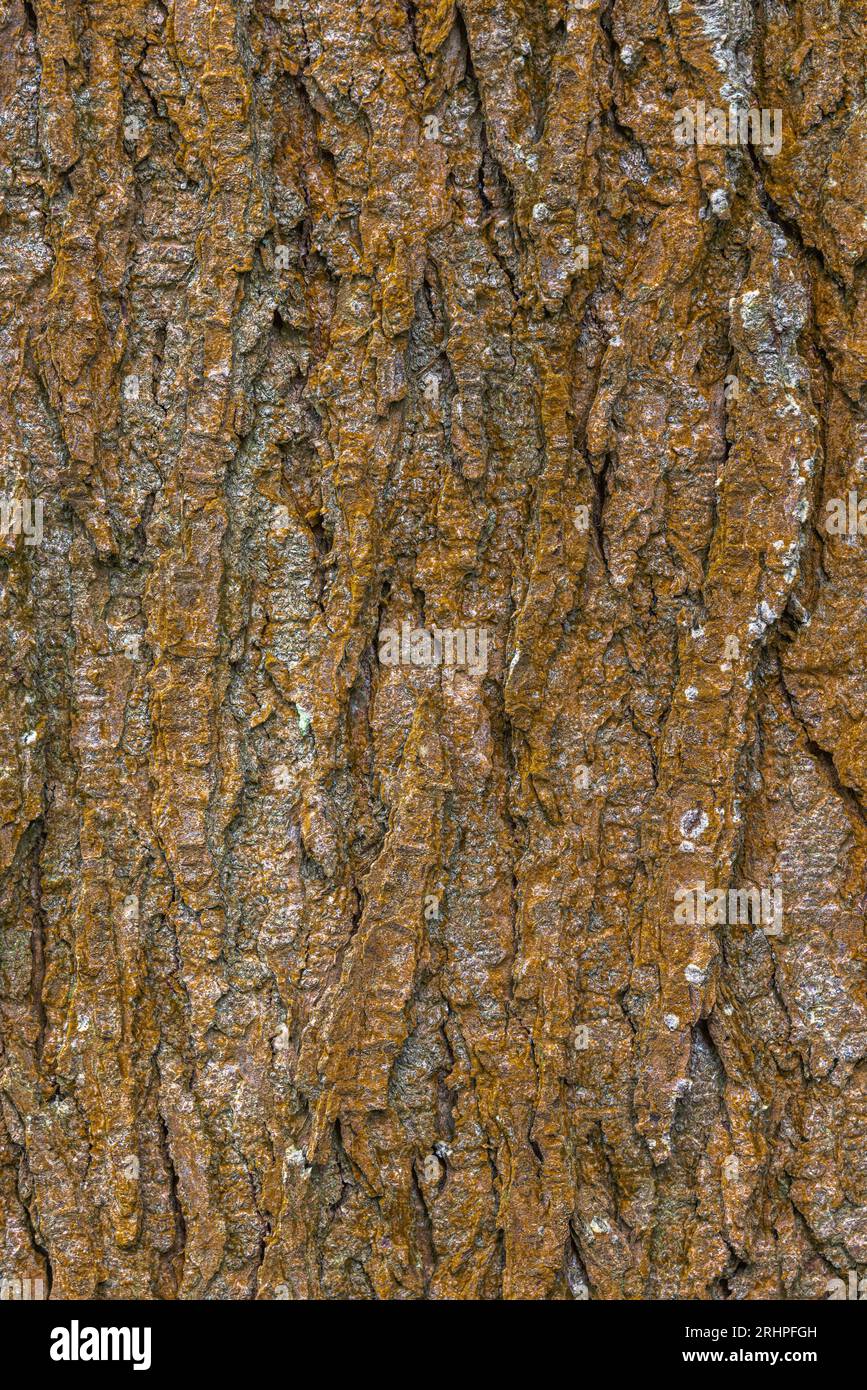 Tree trunk, cutout, background motif Stock Photo - Alamy
