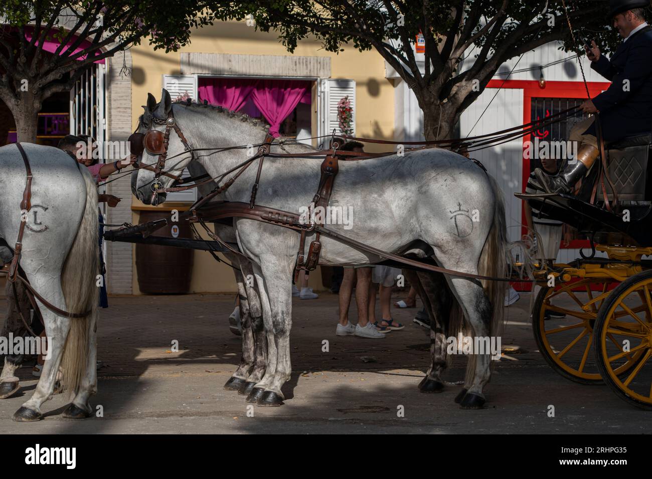 Horses parade amidst the flamenco rhythms of the Malaga Fair. Andalusia ...