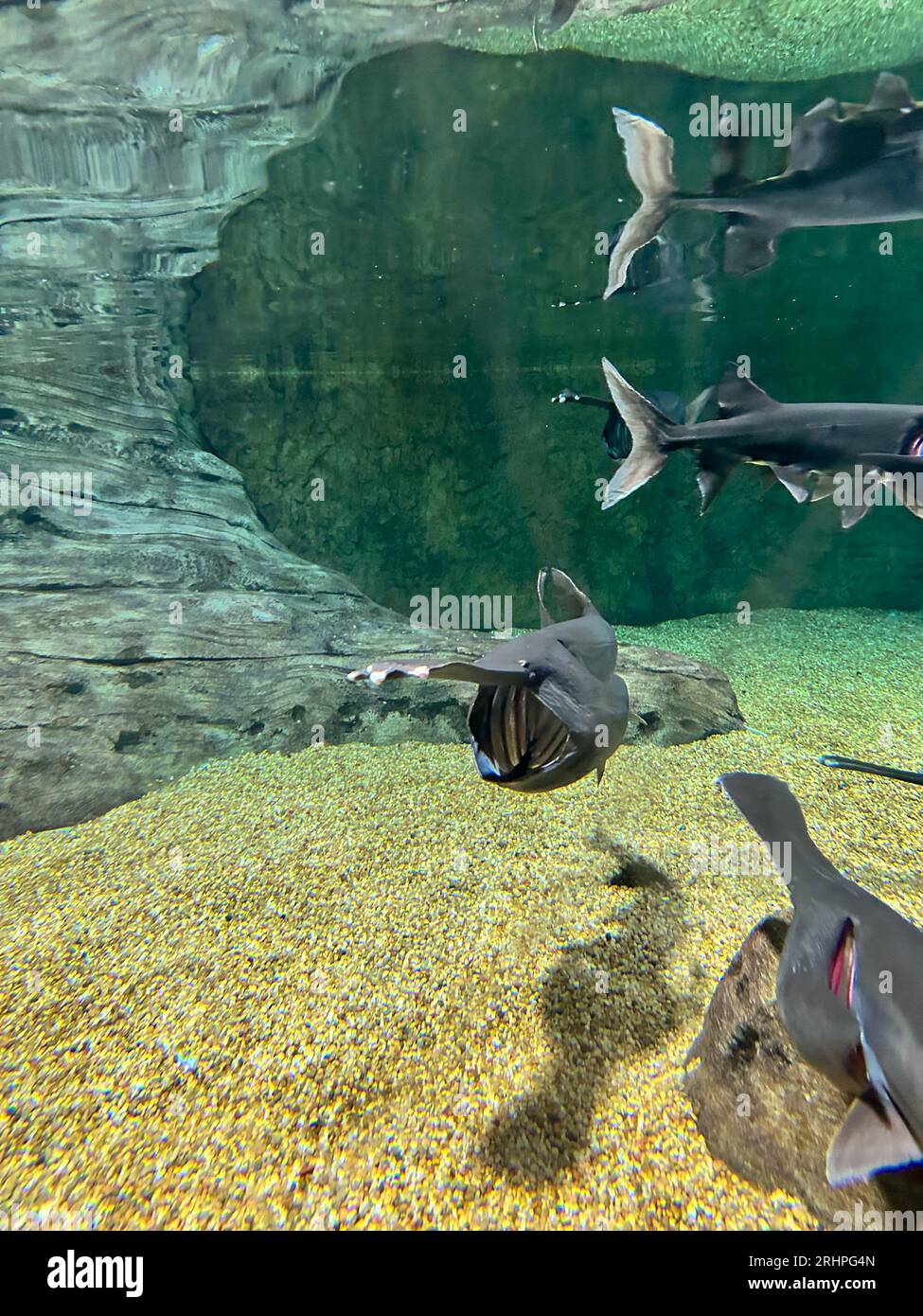 Odysea Aquarium in Scottsdale, Phoenix Arizona. Marine theme park ...