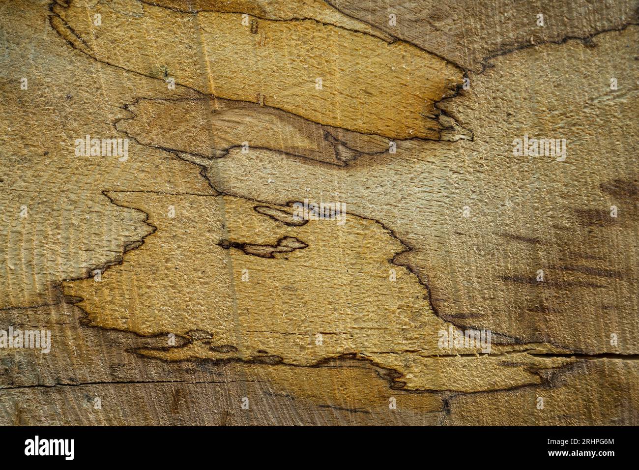 Pattern in wood, cut surface on the trunk of a felled copper beech ...