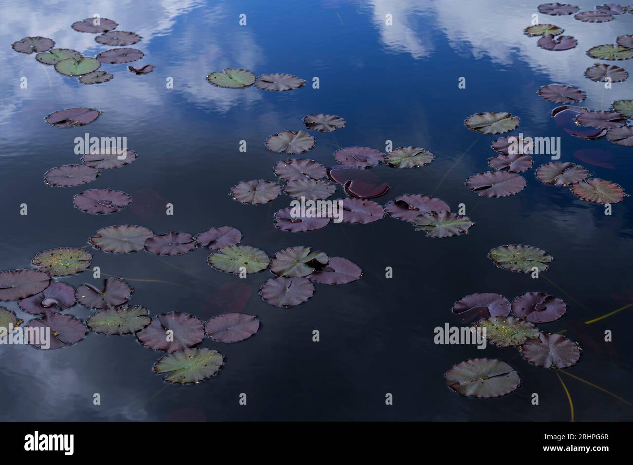 Leaf sprouting hi-res stock photography and images - Alamy