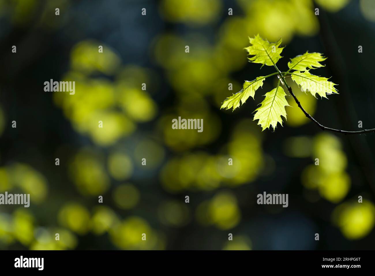 Dark green oak tree leaf hi-res stock photography and images - Alamy