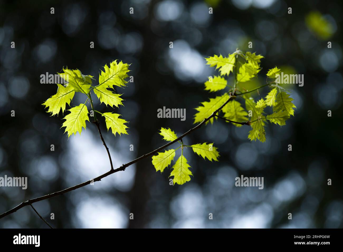 Dark green oak tree leaf hi-res stock photography and images - Alamy